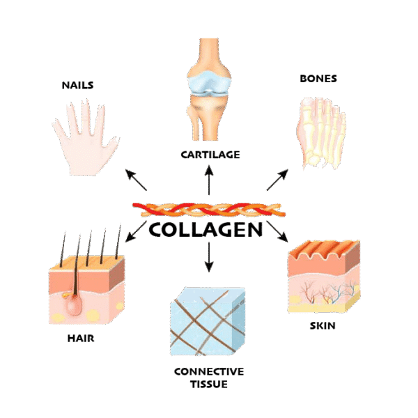 Pureagen® Multi Collagen Powder UK Supplier – Super Body Mind®